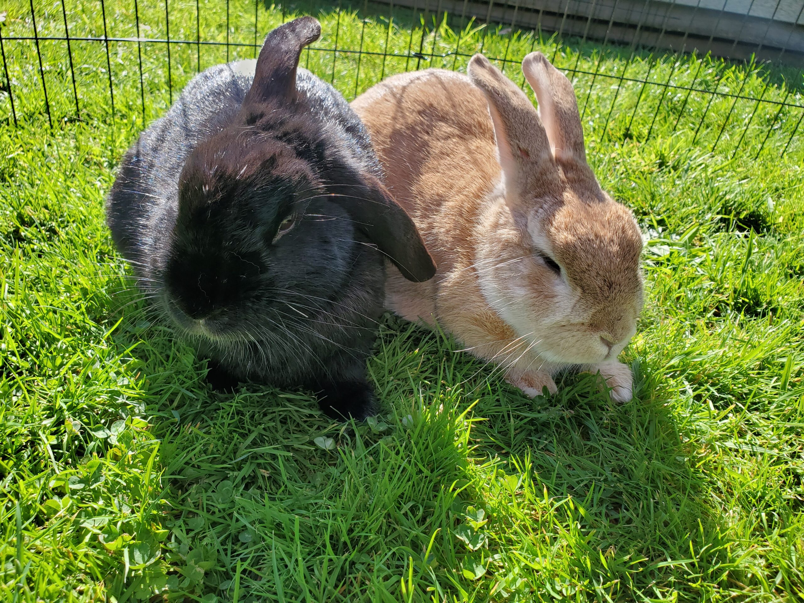 Recent Successes – Wellington Rabbit Rescue