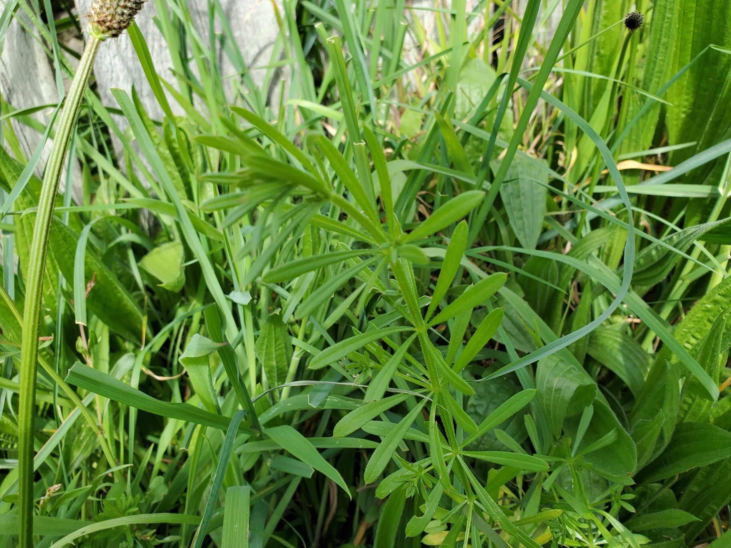 Weeds and Herbs – Wellington Rabbit Rescue